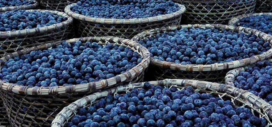 Acai Berry fruit from the Amazon rain forest, the secret of ...