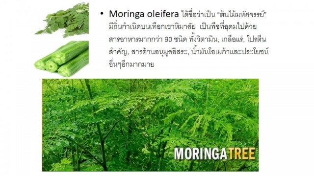 Super Mix Moringa Oleifera Blend by Zija – Thailand Best Selling ...